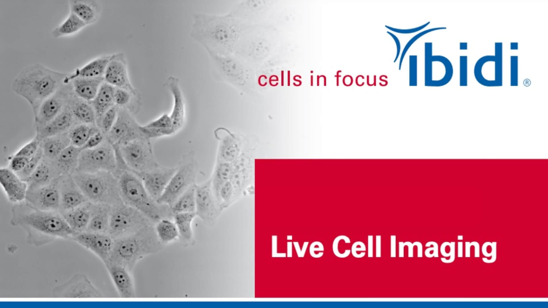 Live Cell Imaging – An Overview for Beginners - Lab Solutions by DKSH