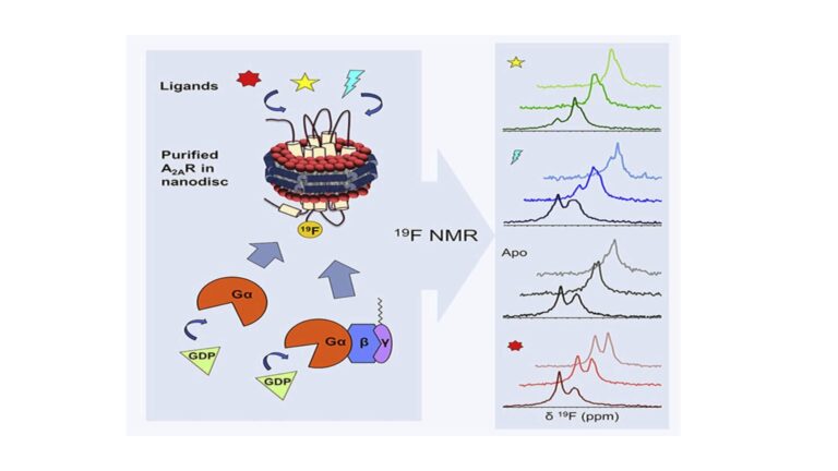 Delineating the Conformational Landscape of the Adenosine A2A Receptor ...