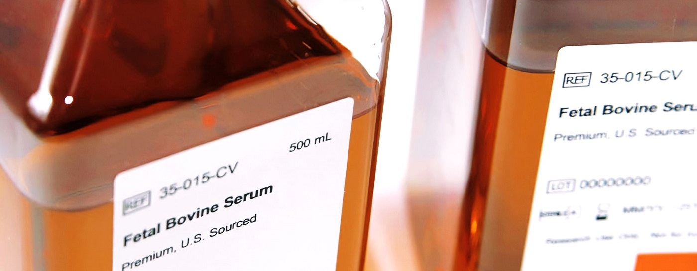 Four Key Considerations for Fetal Bovine Serum Sourcing - Lab Solutions ...