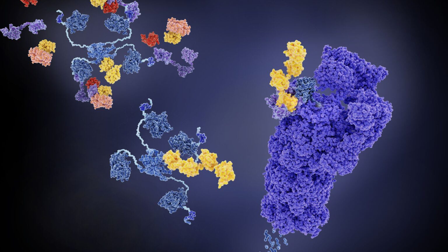 How PROTACs Can Help Eradicate Cancer With Our Body's Own Recycling ...