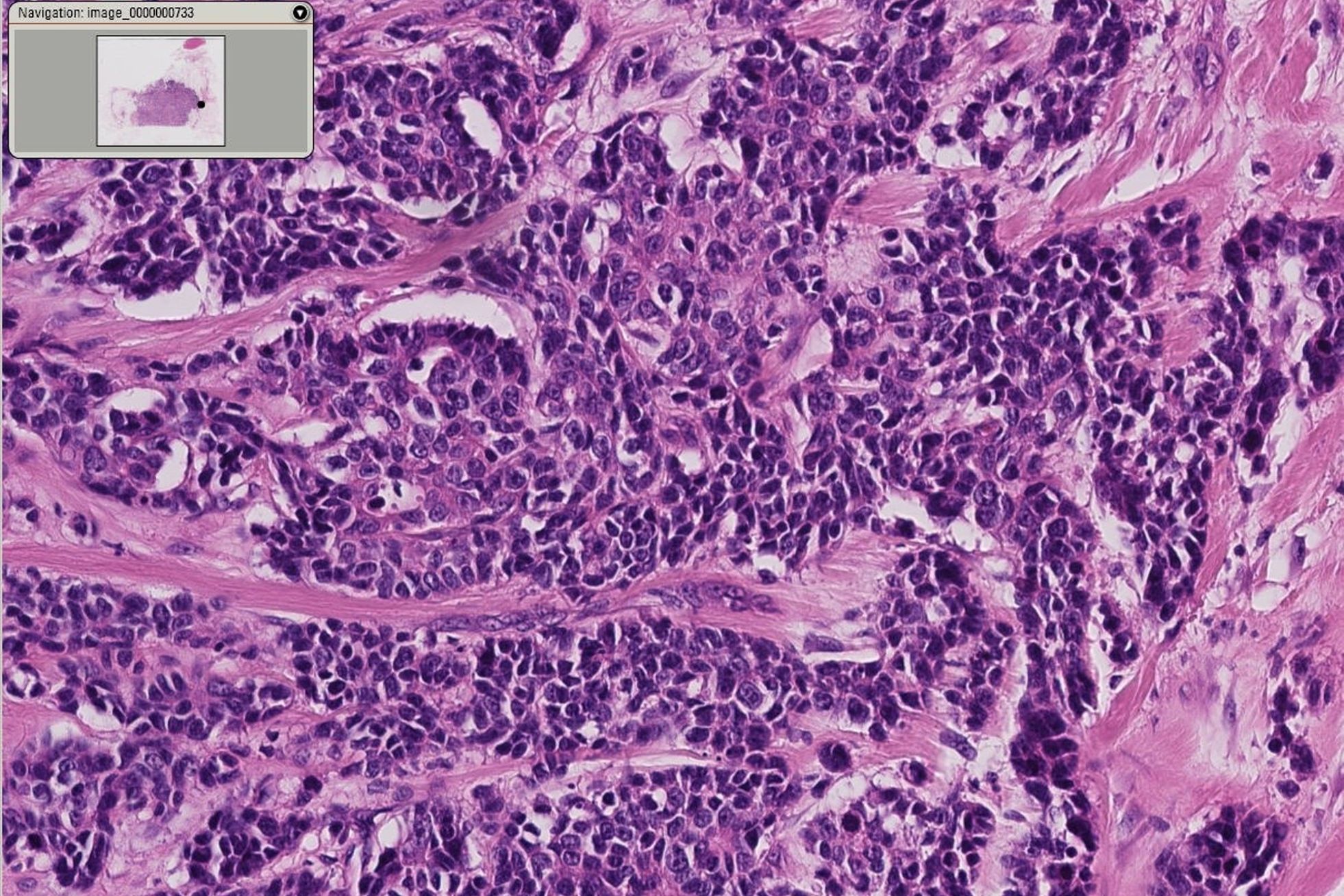 Confocal Microscopy - Lab Solutions by DKSH